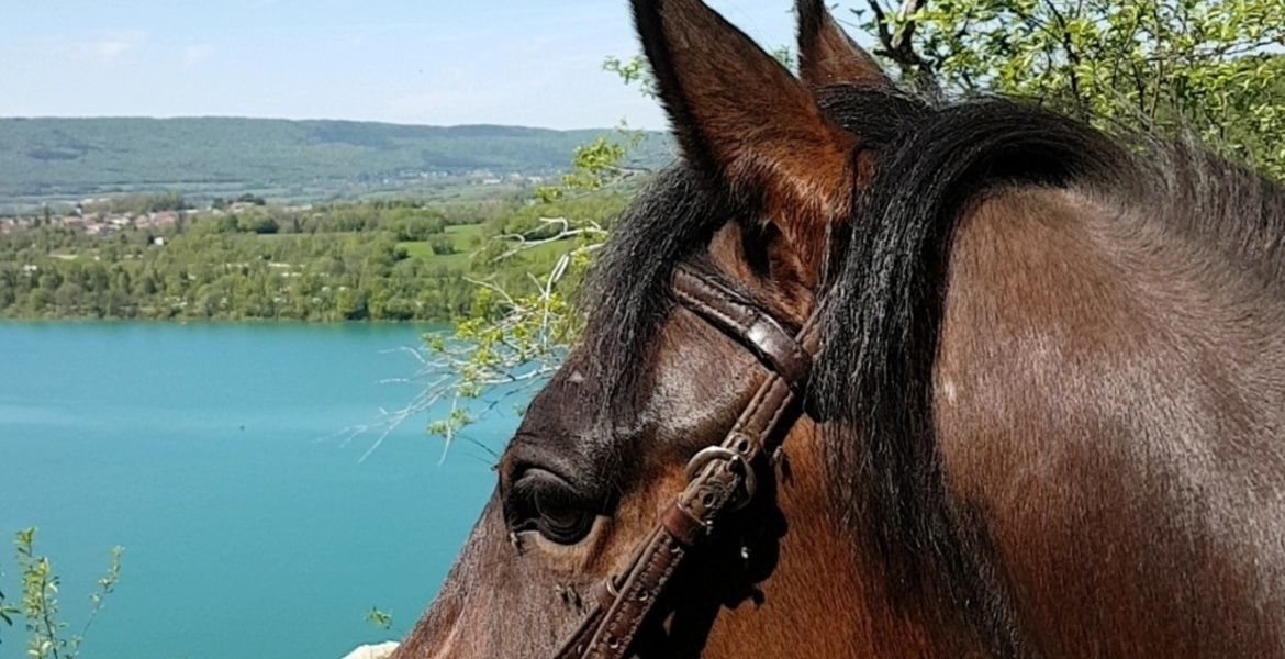 Stages vacances cheval - Centre équestre - Lac de Chalain - Doucier ...